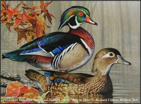 Winners Chosen for Delaware Waterfowl & Trout Stamp – WGMD