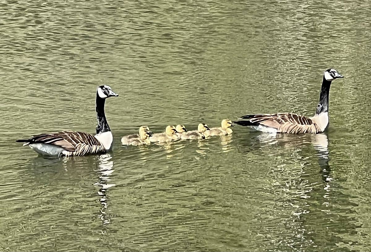 Talk of Delmarva Picture of the Day – WGMD